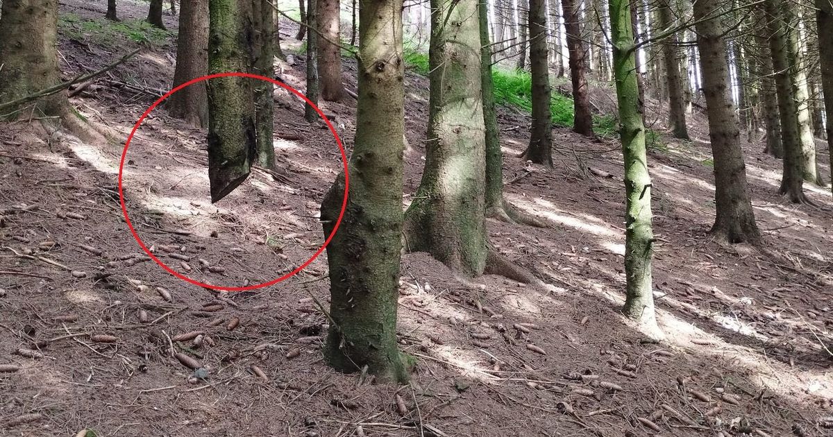 Not an illusion: Real story of the levitating tree revealed