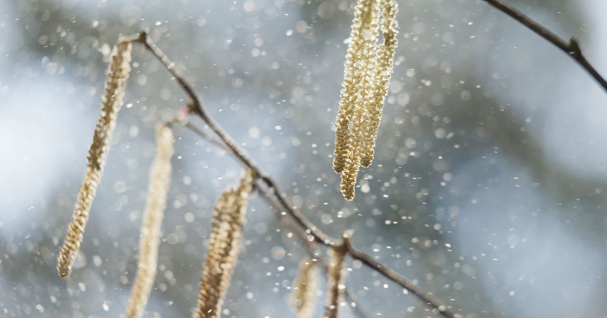 Pollen alert: Climate change extends allergy season worldwide