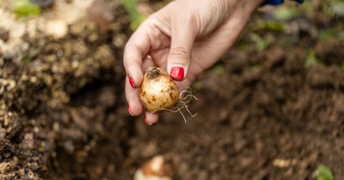 Planting bulbs: Your seasonal guide for vibrant spring blooms