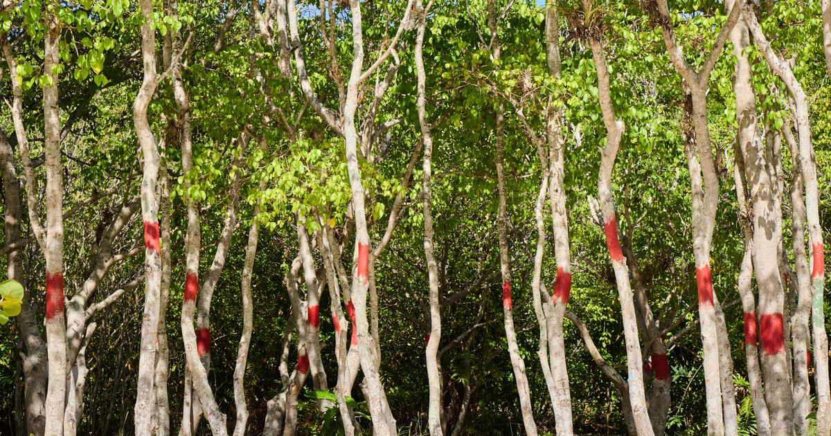Beware the "tree of death": Nature's lethal protector