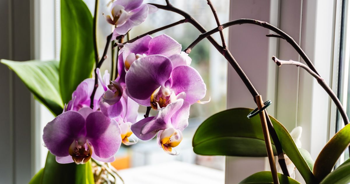 Homemade nutrients bring ailing orchids back to life