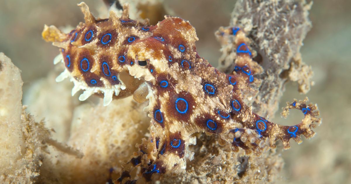 Teen's beach shell collection turns deadly as venomous blue-ringed ...