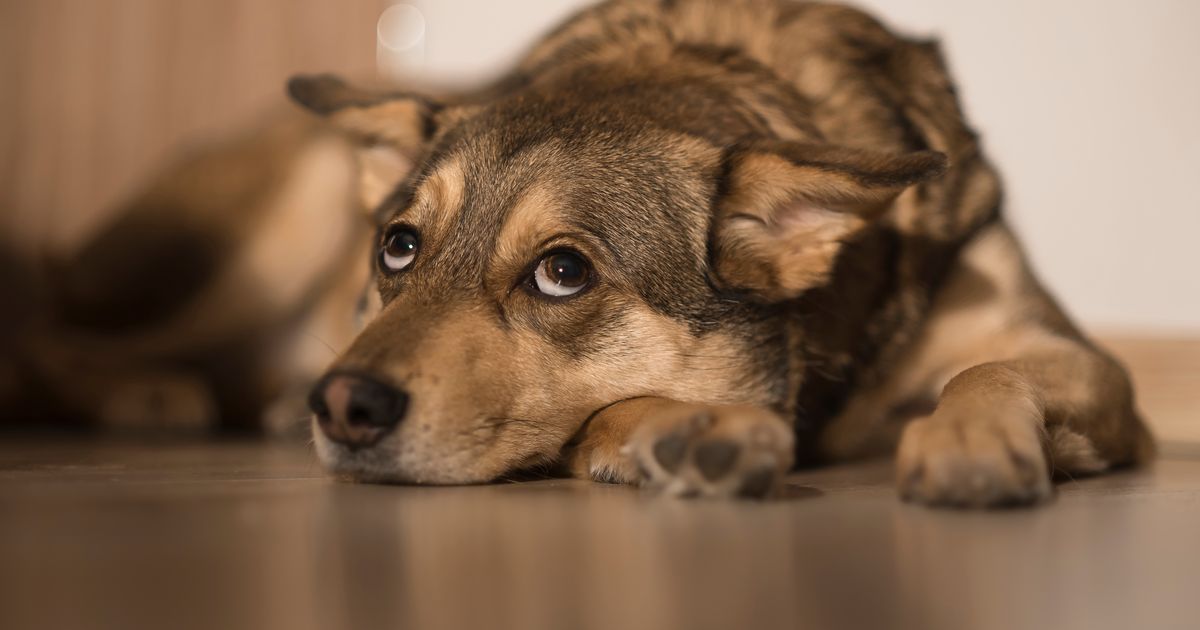 Dogs secretly deciphering human chatter, study reveals