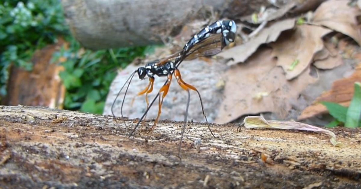Horntail wasp wins 'Insect of the Year' for saving forests