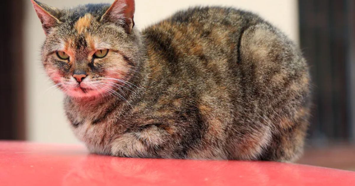 Is your pet loafing around, or is it a cry for help? What your cat's ...