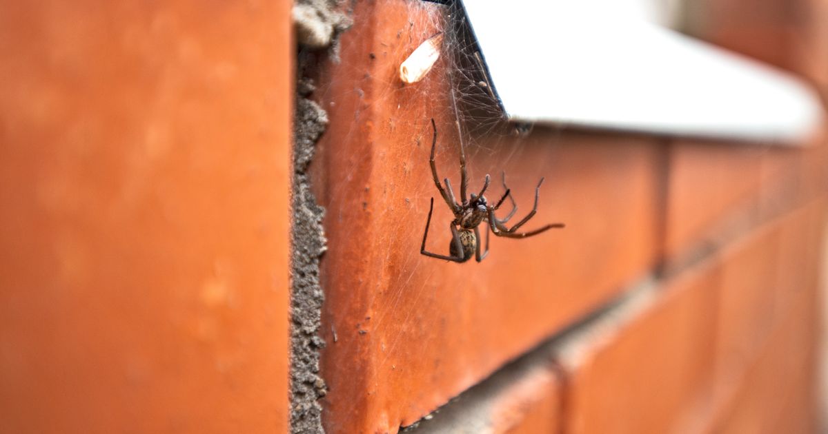 Repel spiders effectively from your home using this simple TikTok trick ...