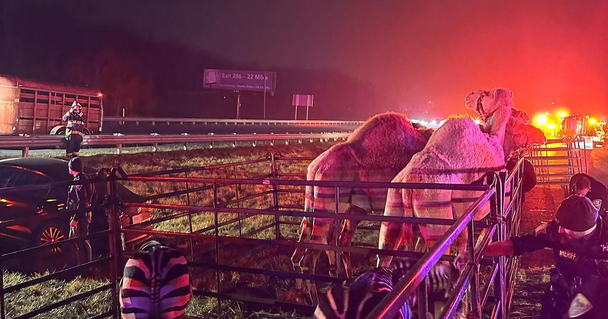 Circus animals rescued from burning truck