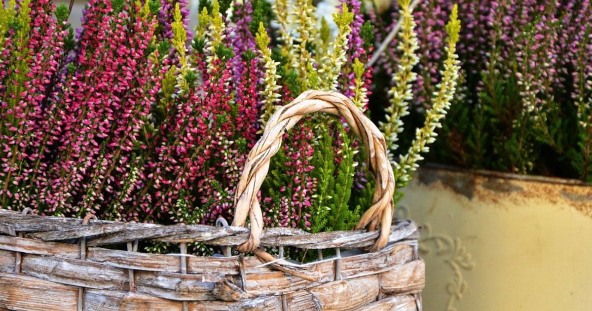 Heather-care tips: Ensure vibrant blooms for your home and garden