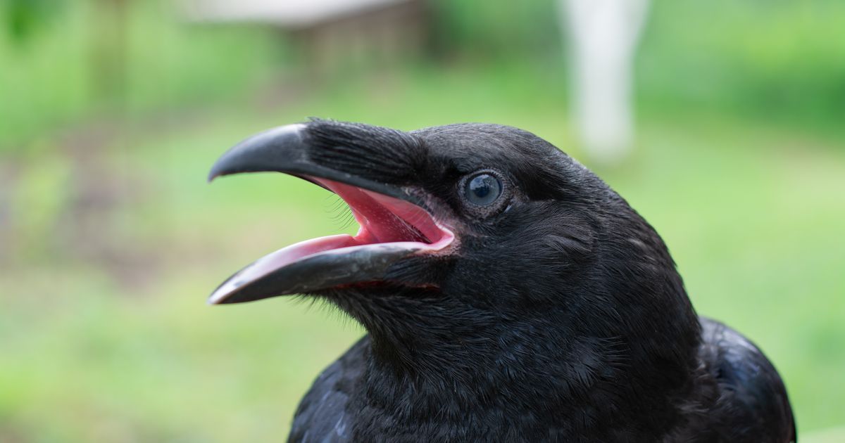 Crows exhibit human-like grasp of geometric shapes