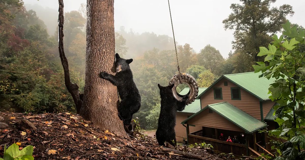 Zawsze jest tam, gdzie zwierzęta. Corey Arnold wie, jak fotografować ...