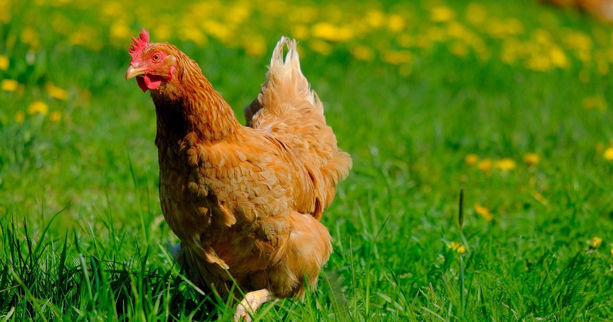How French scientists uncovered emotional cues in chicken skin color