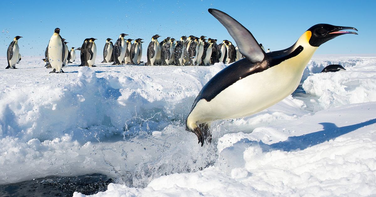 Melting ice threatens future of emperor penguins by 2100