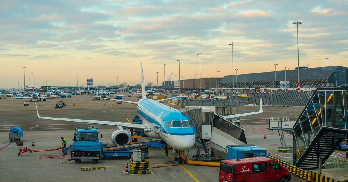 Emergency landing in Bermuda due to 31,000 pounds of pigs