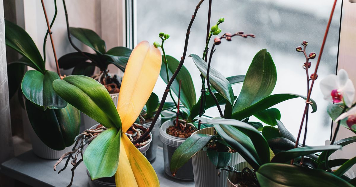 Use a pot for watering. Orchids thrive with this technique