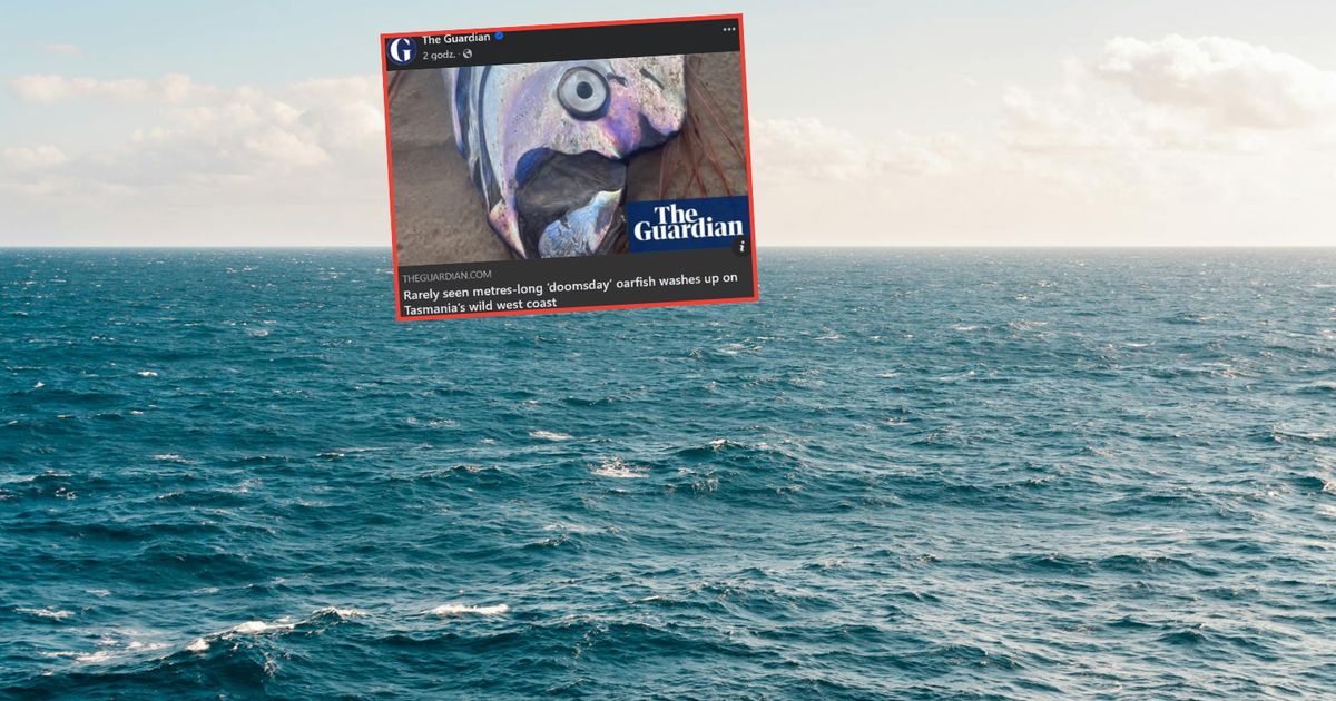 Rare 'doomsday fish' discovered on Tasmania's wild coast