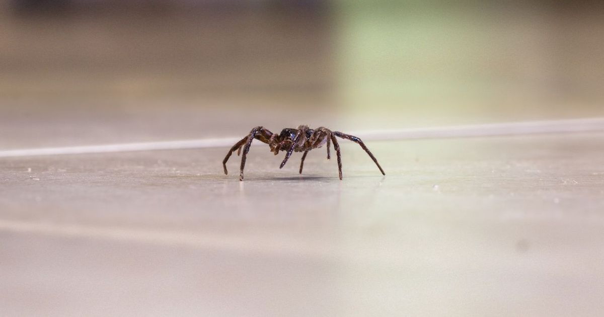 Spiders on the move: How to prevent fall infestations in your home