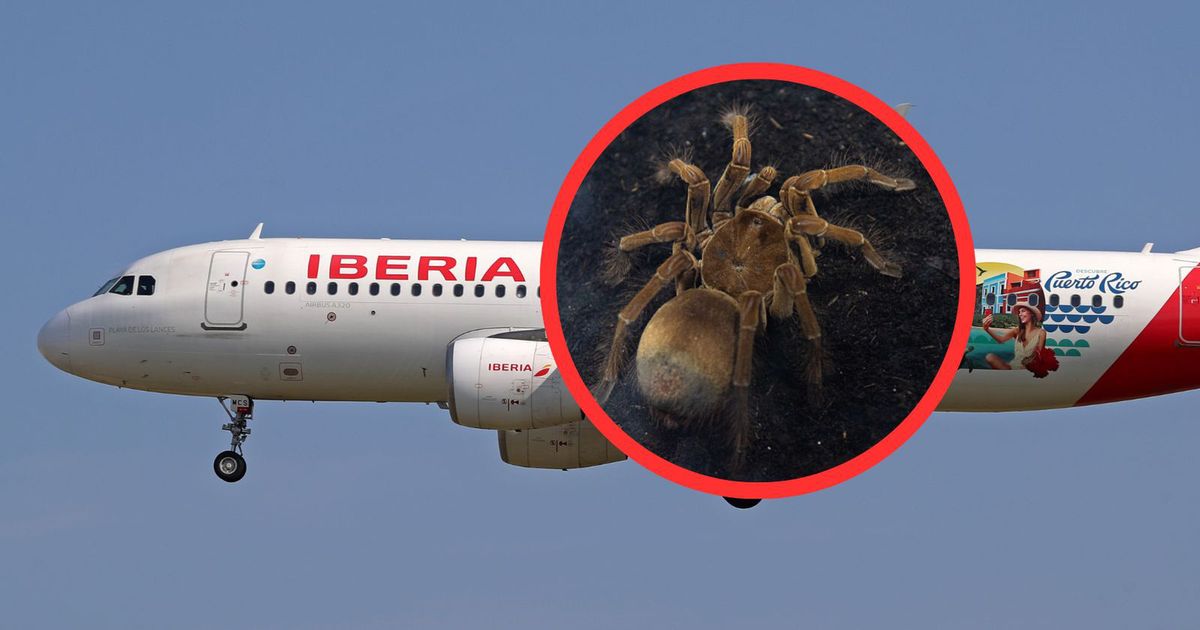 Pilot's quick response saves flight from spider scare