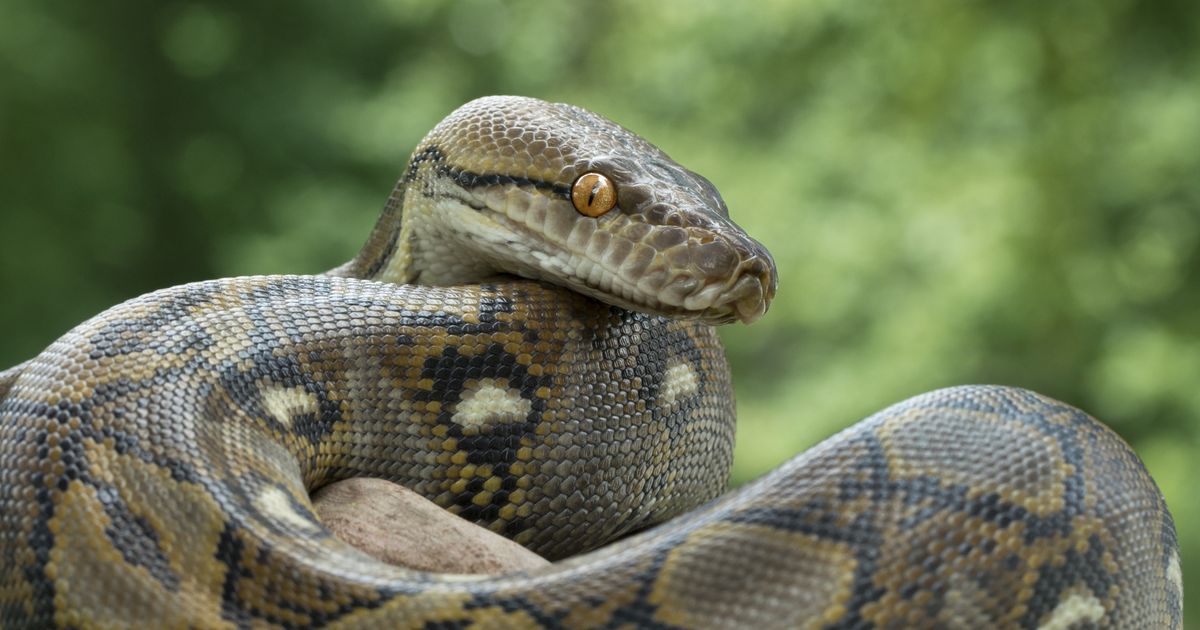Python terror in Bangkok: Woman survives two-hour snake attack