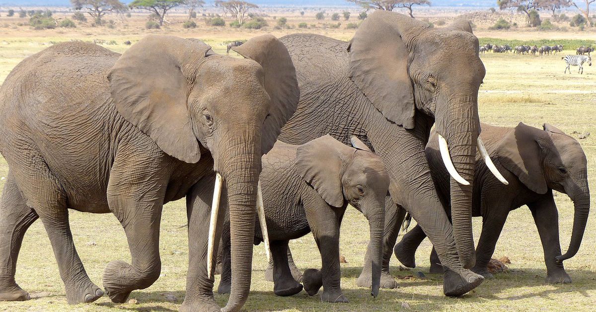 Elephants prove abstract thinking by using names for each other