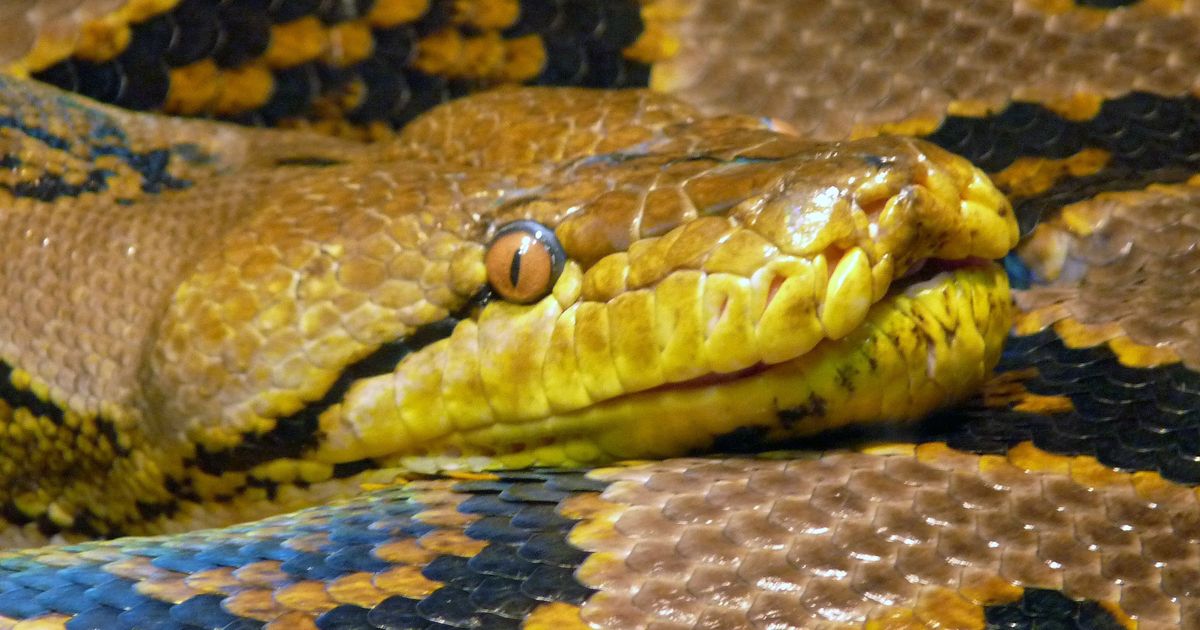 Pythons: The Future of Sustainable Protein?