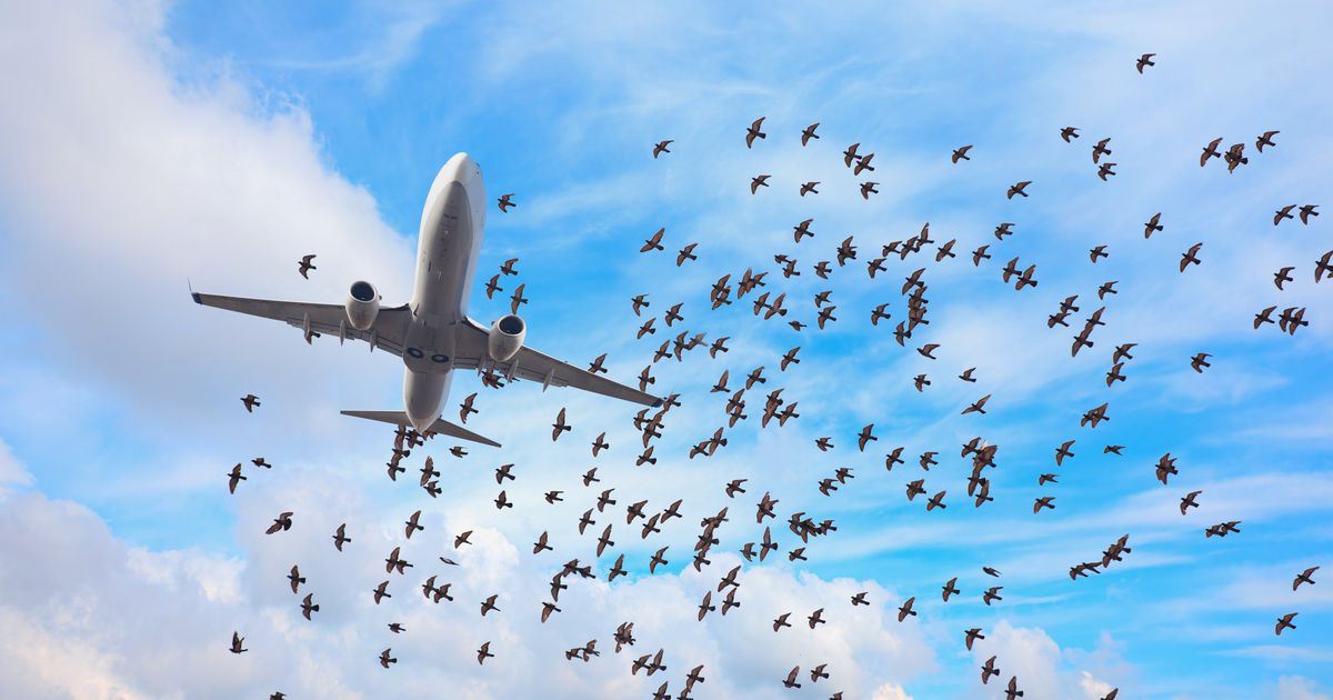 Bird collisions with planes: A growing risk at airports