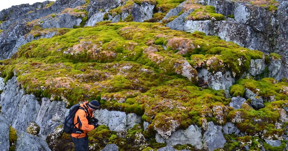 Antarctica turns green faster than predicted, alarming experts