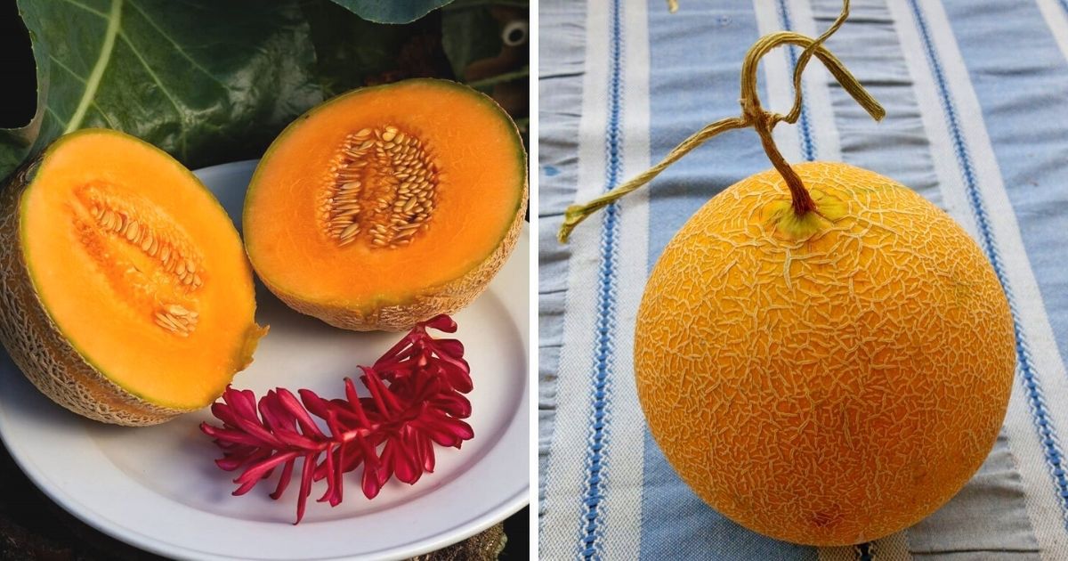 Najdroższy melon na świecie! Ile kosztuje i skąd tak wysoka cena? Gdzie kupić? Jaka to odmiana?