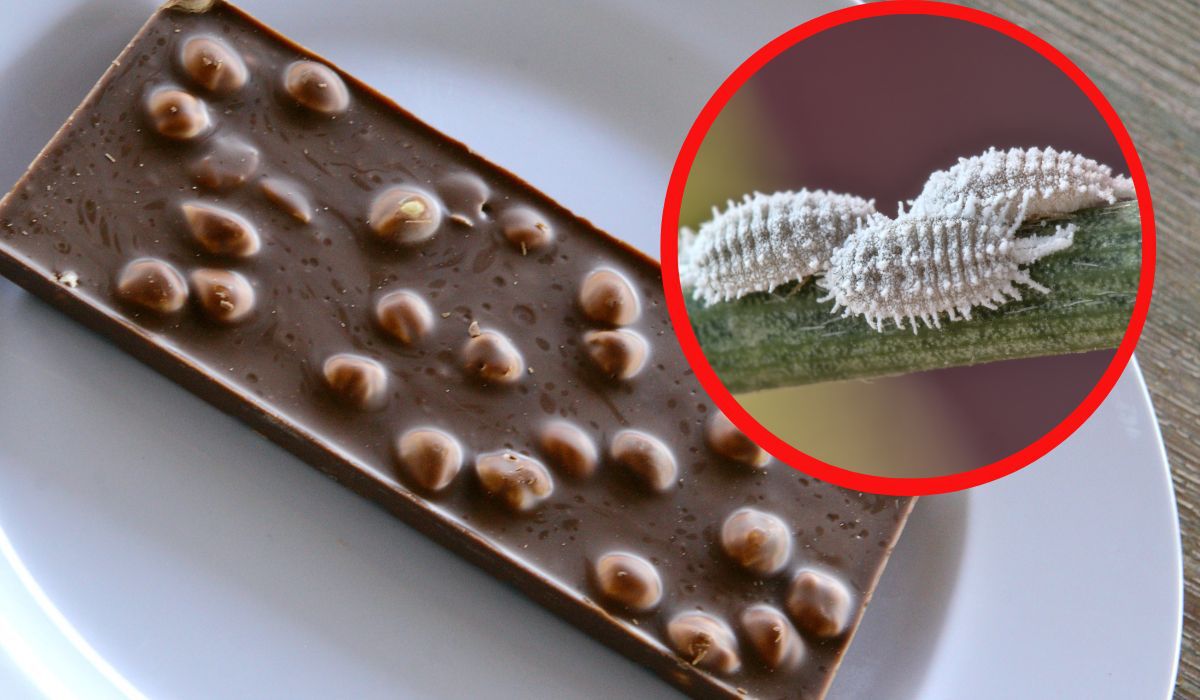 Znalazł robaki w popularnej czekoladzie. Mało kto tak dokładnie ...