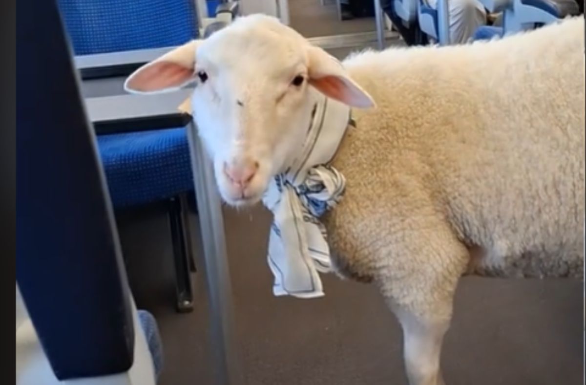 When sheep travel by train: The rise of unconventional pets