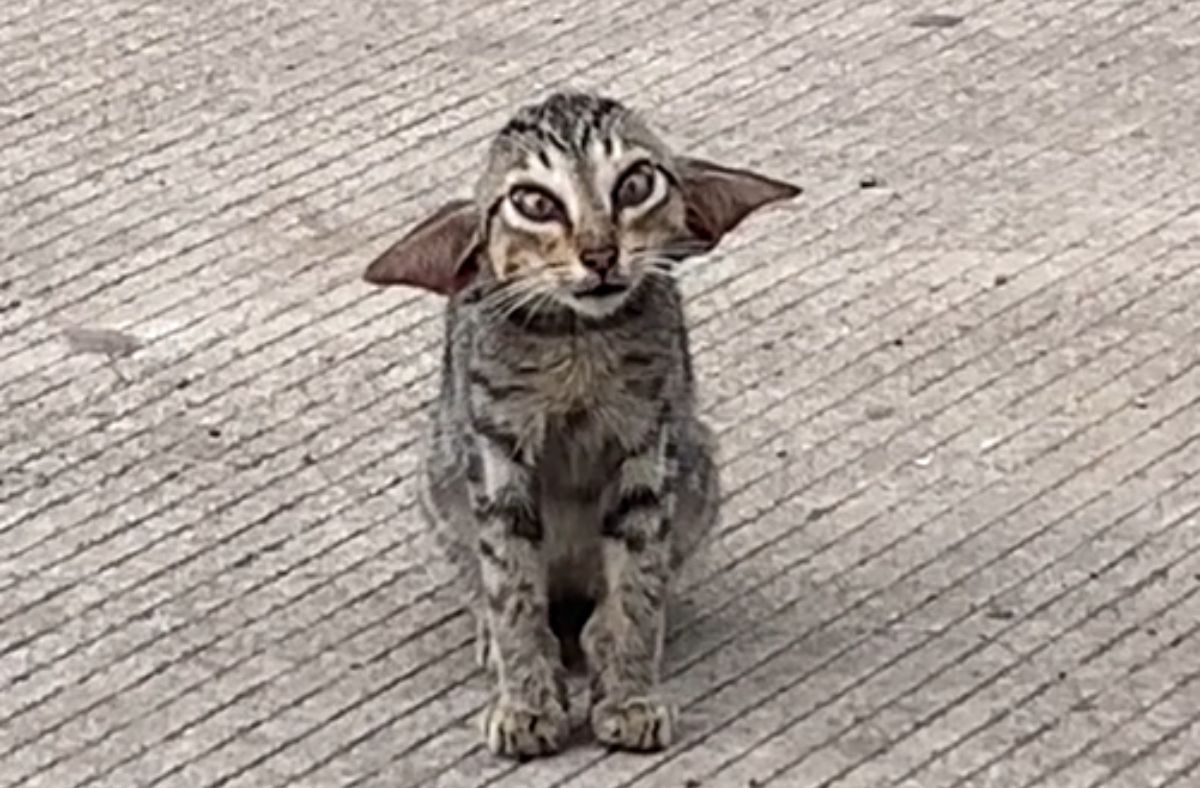 From stray to star: 'Ugliest' kitten resembling Dobby and Baby Yoda ...