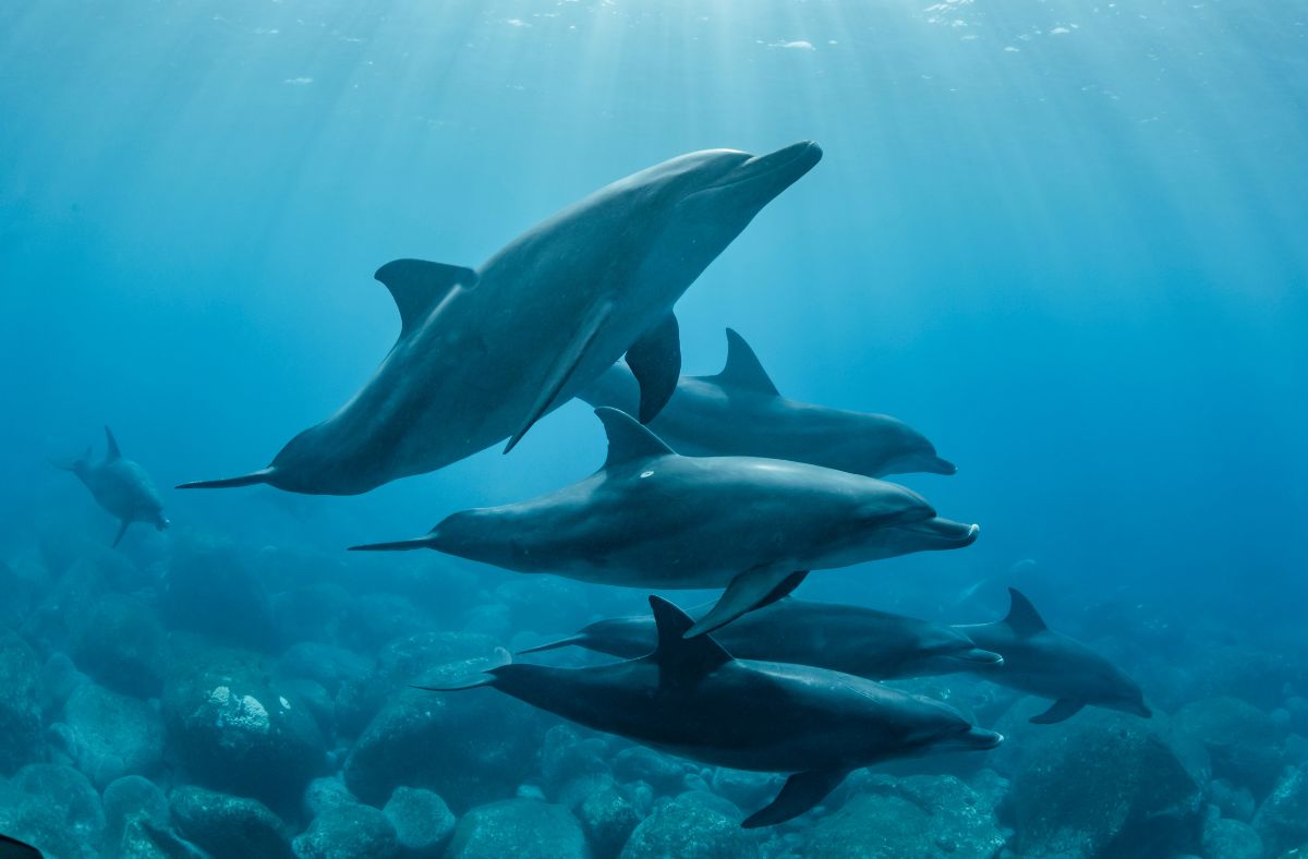US Navy's secret weapons: Dolphins and sea lions US Navy's secret weapons: Dolphins and sea lions