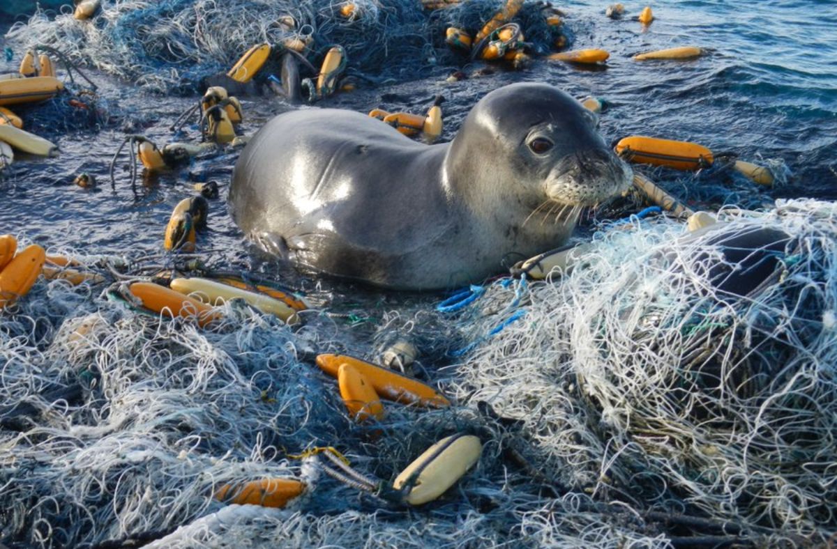Great Pacific Garbage Patch, a toxic legacy of five countries. Plastic ...