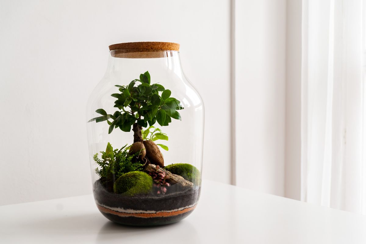 Bringing nature indoors: Your step-by-step guide to creating a ...