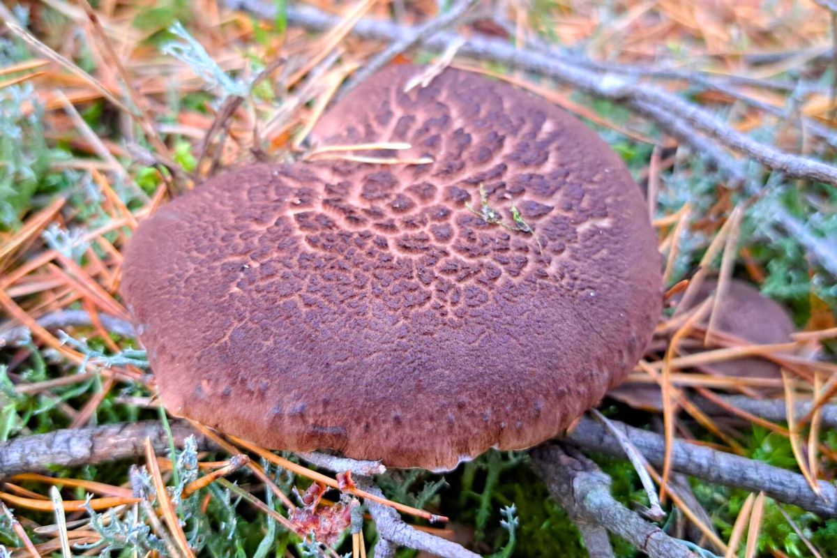 Większość grzybiarzy nawet się nie schyla po te grzyby. W panierce ...