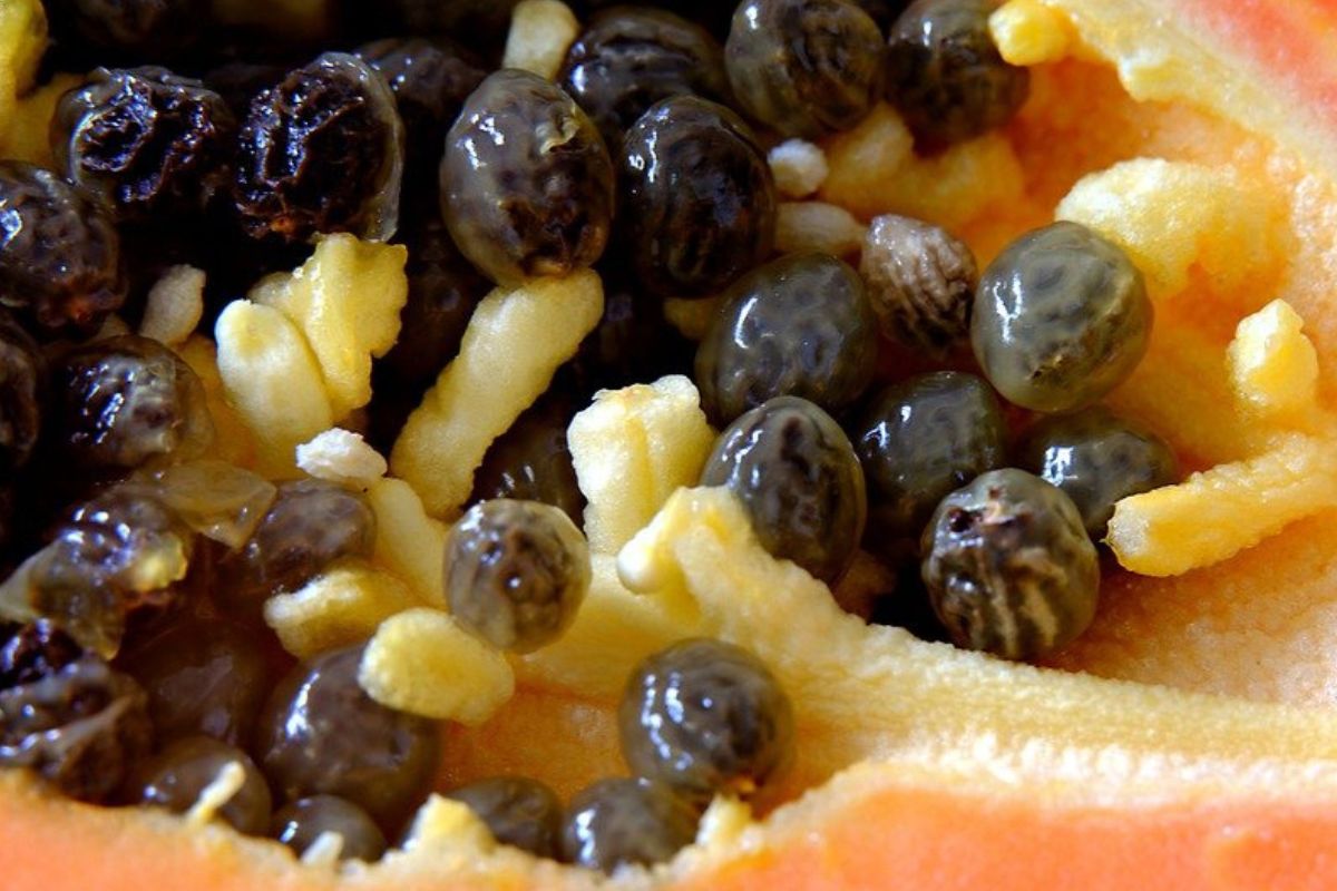 Unlocking the secrets of papaya: The 'fruit of the angels' with health ...