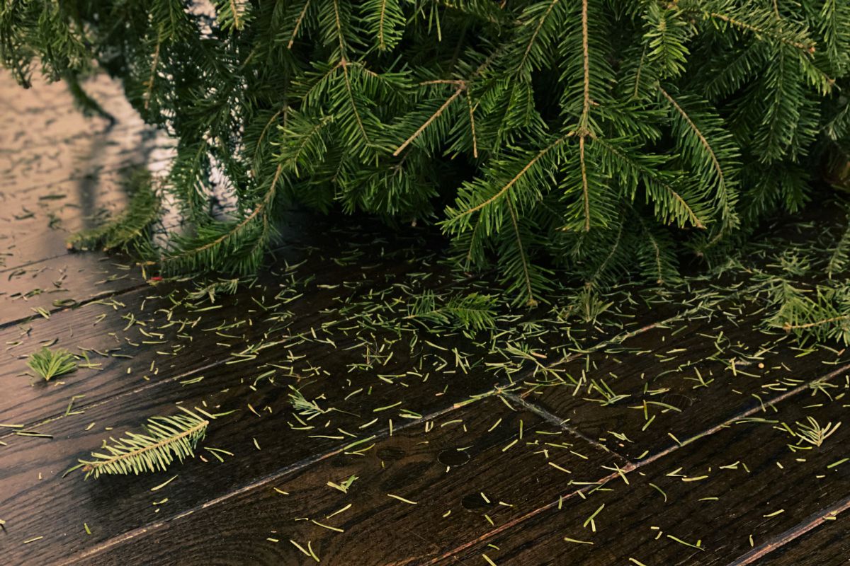 Turn holiday mess into magic: Clever uses for Christmas tree needles