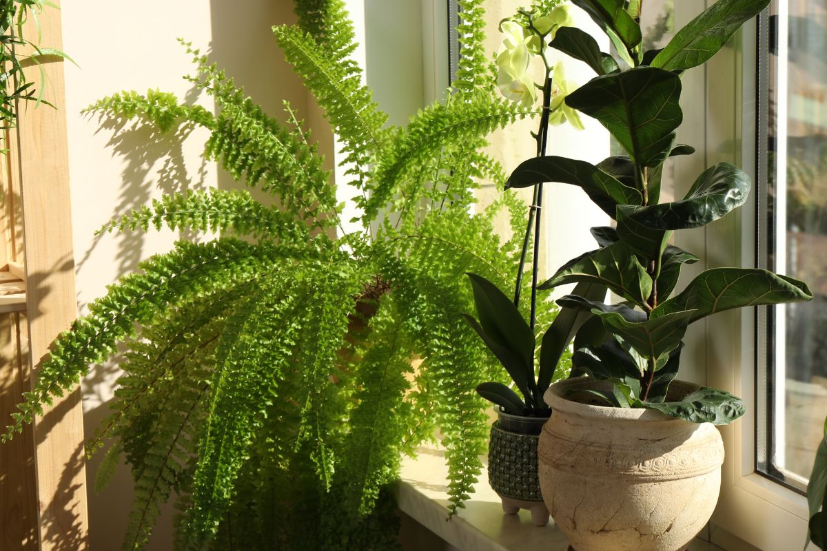 Homemade fern fertilizer: Simple oatmeal trick for lush plants