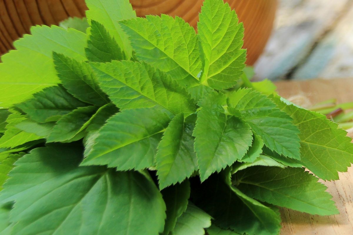 Najzdrowszy chwast w naszych lasach i na łąkach. Przygotujesz z niego ...