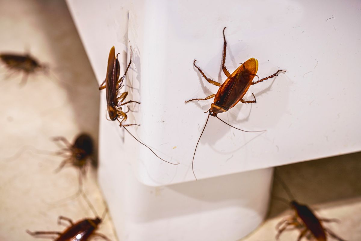DIY to professional solutions: Combatting the menace of roaches in your ...