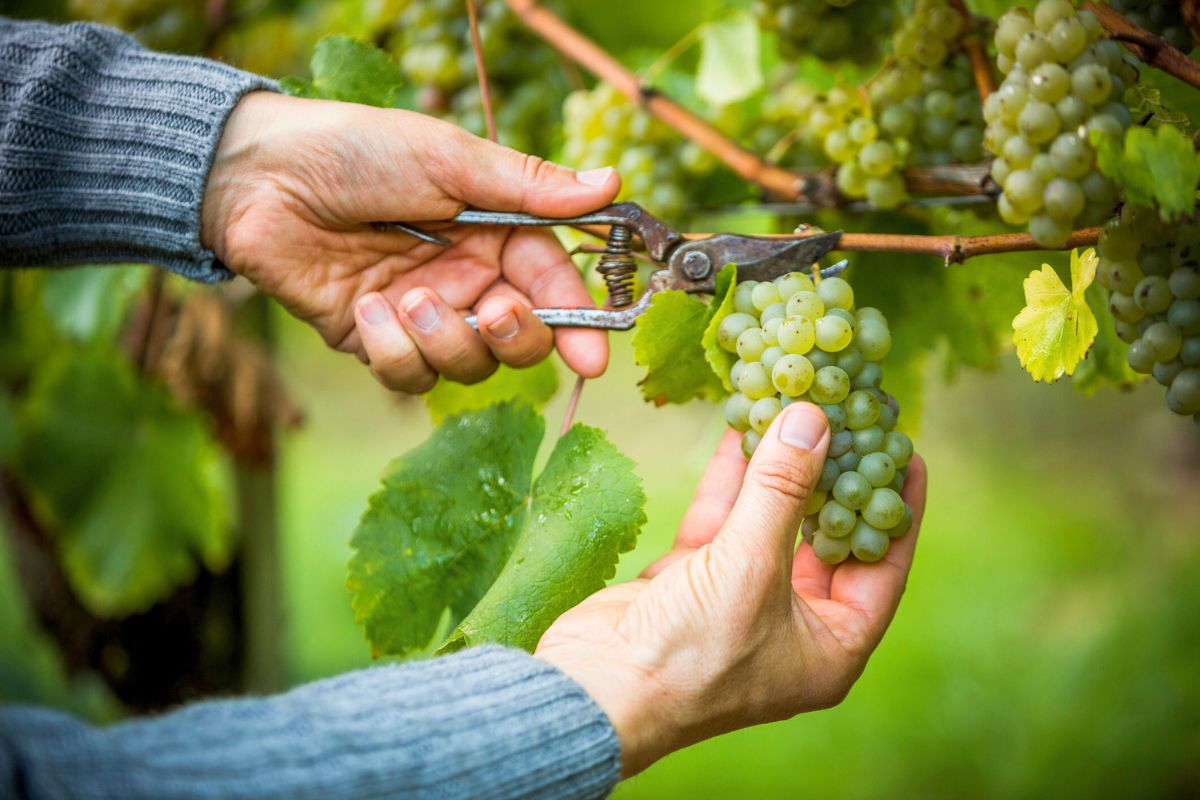 Grapes, the pioneers of fruit domestication: How ancient wine shaped ...