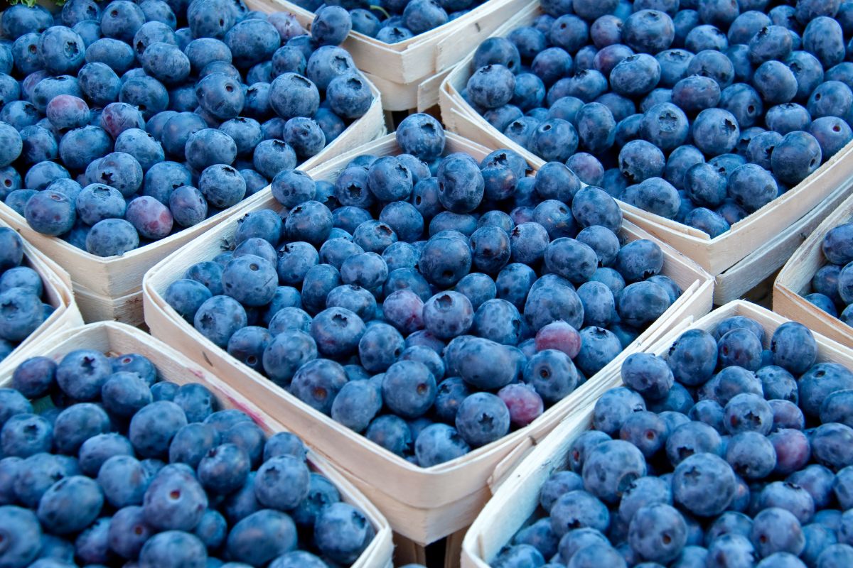 Who should avoid blueberries and why it's crucial to know