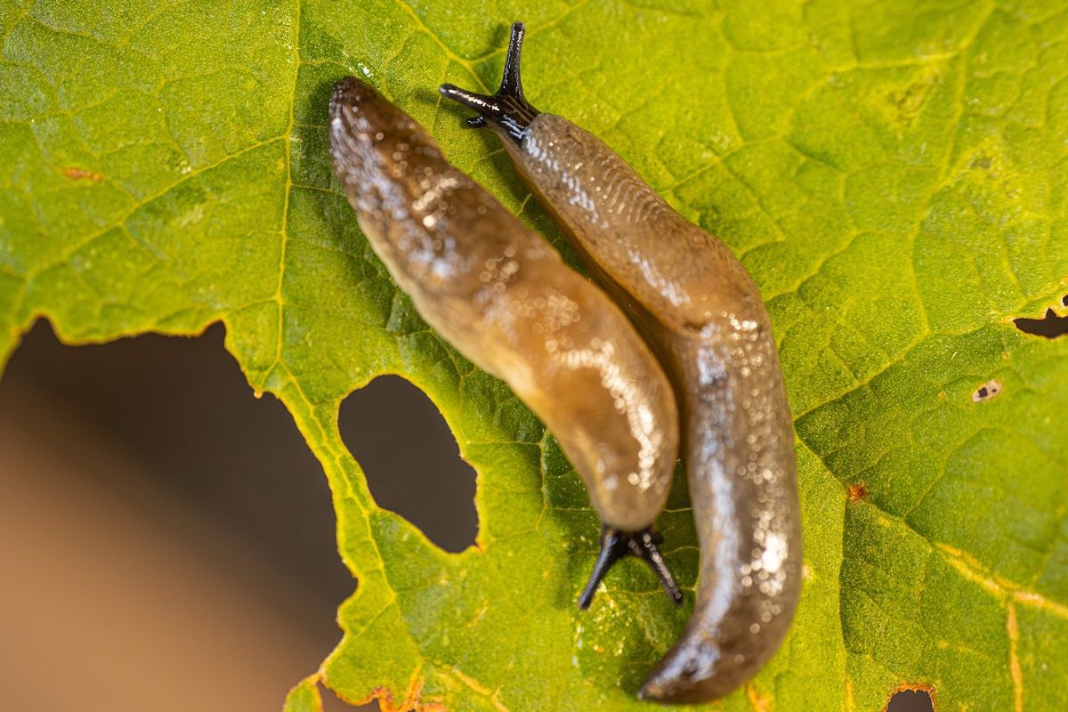 Autumn blitz: Defend your garden from snails naturally