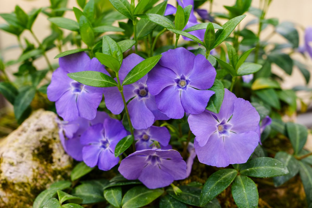 Year-round balcony plants: Creating a resilient green haven Year-round balcony plants: Creating a resilient green haven