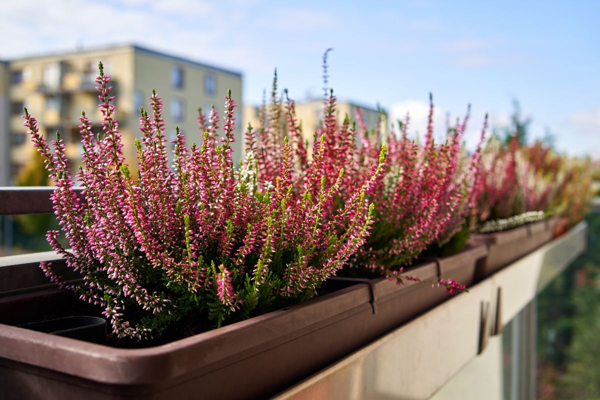 Transform your fall garden: Heather care tips you need to know