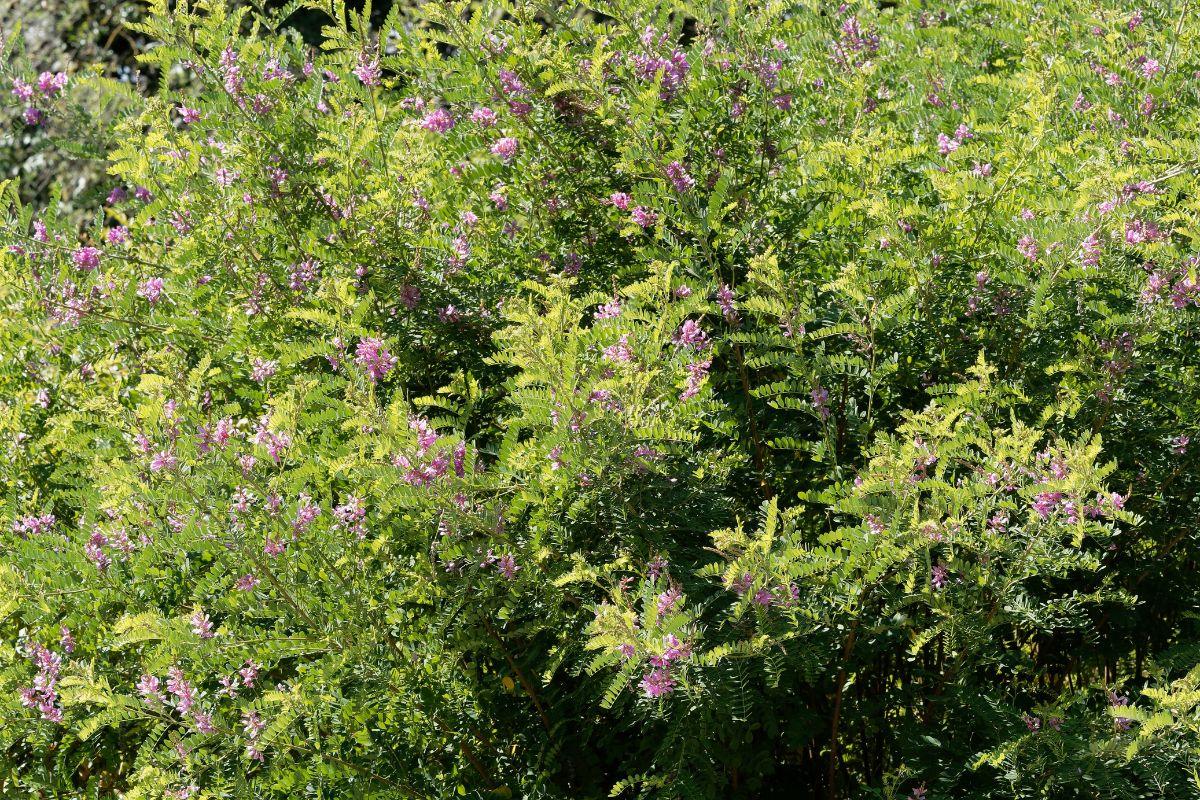 Indigo plants: Tips for thriving growth and vibrant gardens