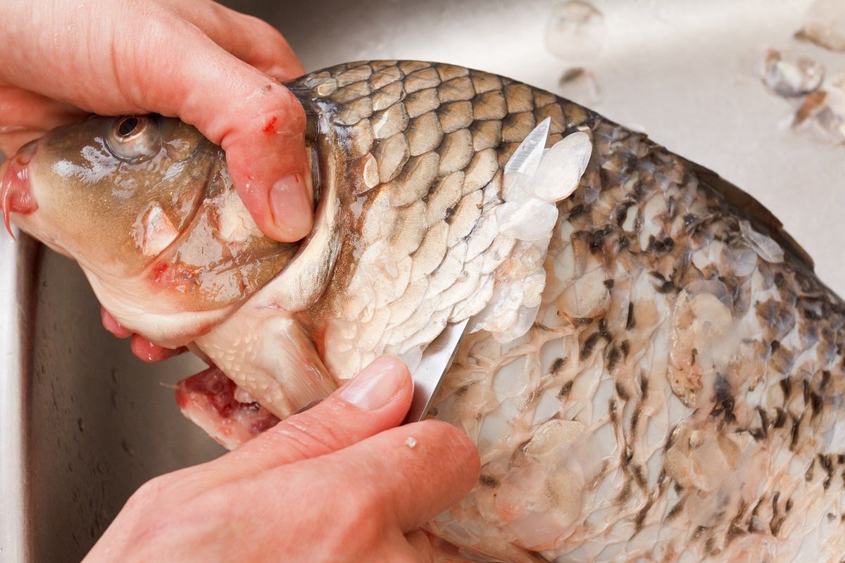 Ditch the knife: Clean carp scales with a spoon effortlessly