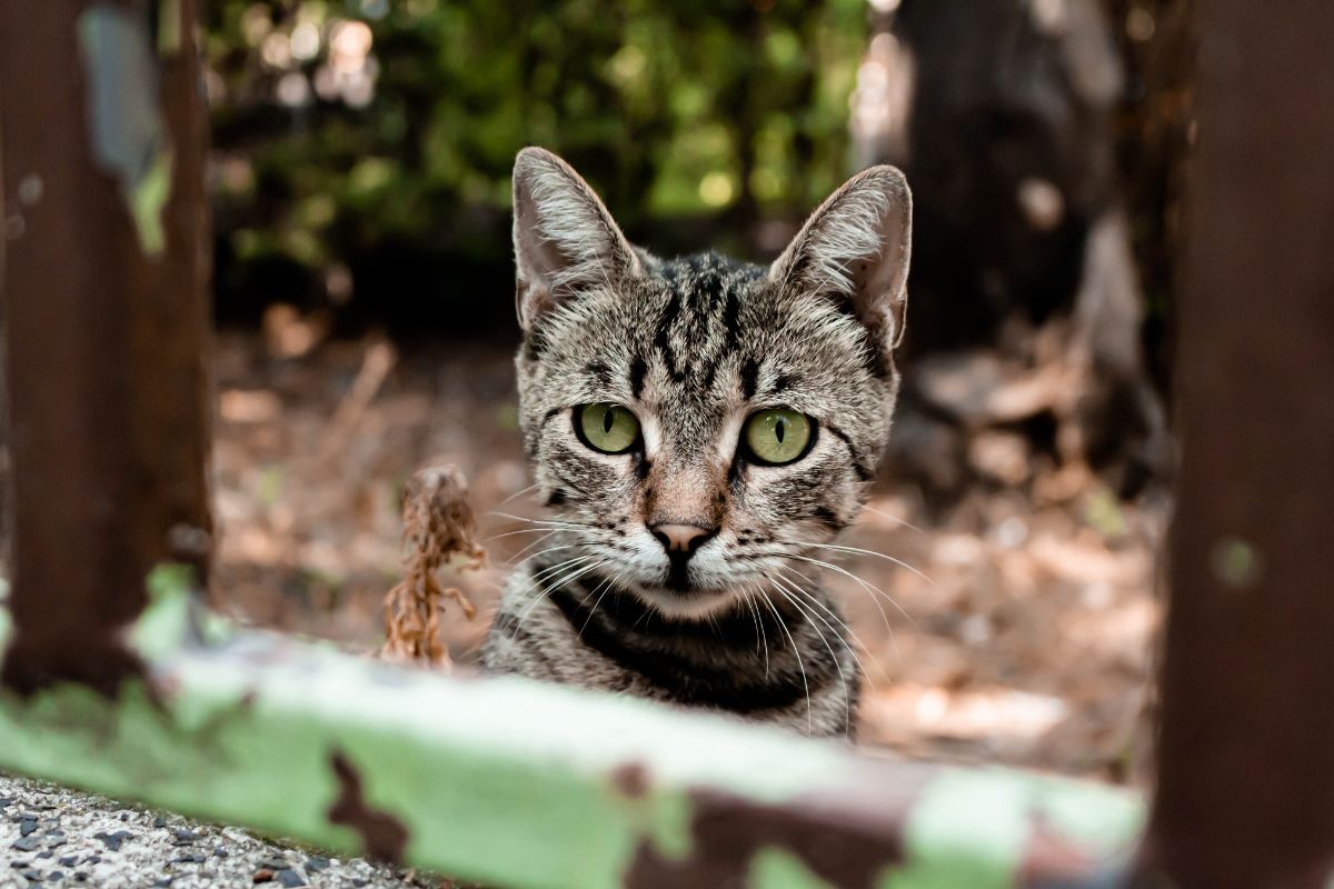 Miała leczyć bezdomne koty, ale poszła o krok dalej. Tak wygląda jej ...