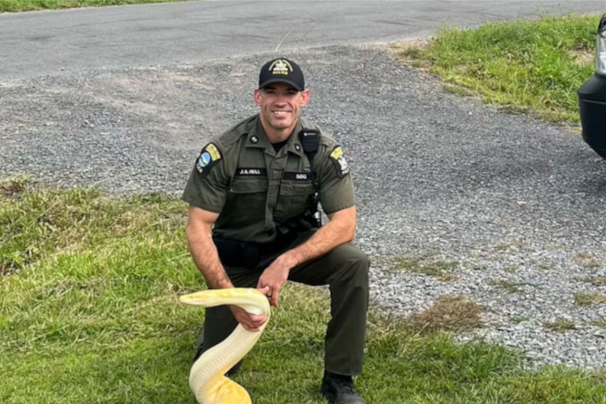 Illegal python seized from New Hartford home, owner fined