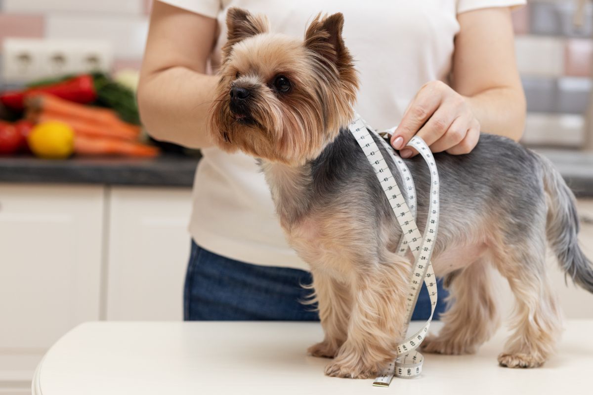 From scrap food to obesity: How an overfed dog's health can seriously ...