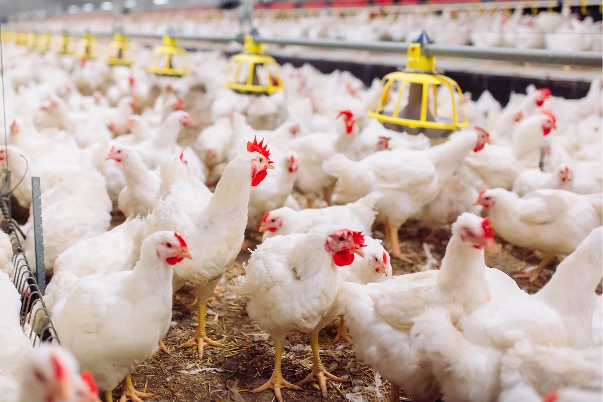 From divine creatures to dinner. The shocking 4-fold increase in ...